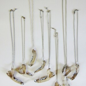 Raccoon Jaw Necklace Jawbone Silver Teeth Chain Natural Bone - Etsy