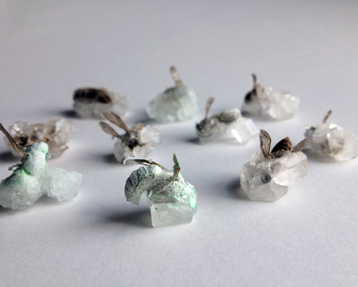 Crystallized Bee Crystal Bug Insect Wings Honeybee - Etsy