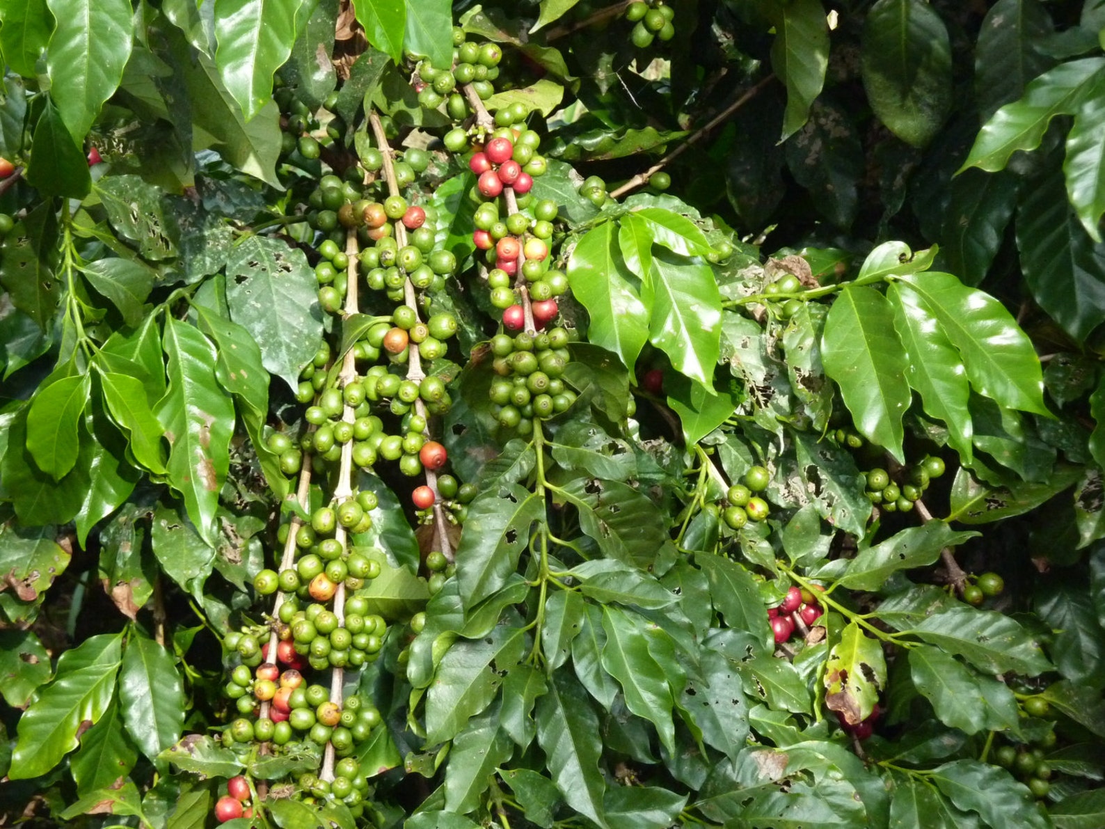 Coffea Arabica Seeds Coffea Arabica Nana Grow Your Own | Etsy