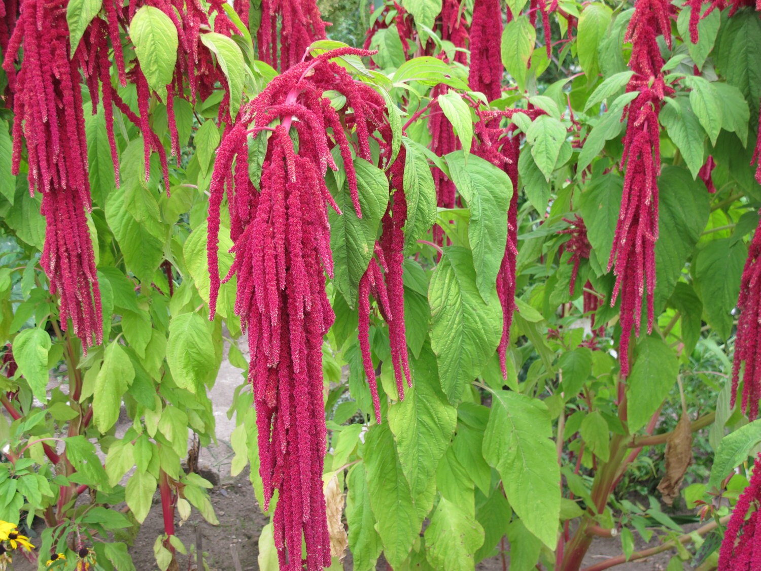 Amaranthus Love Lies Bleeding Amaranthus Caudatus Red | Etsy