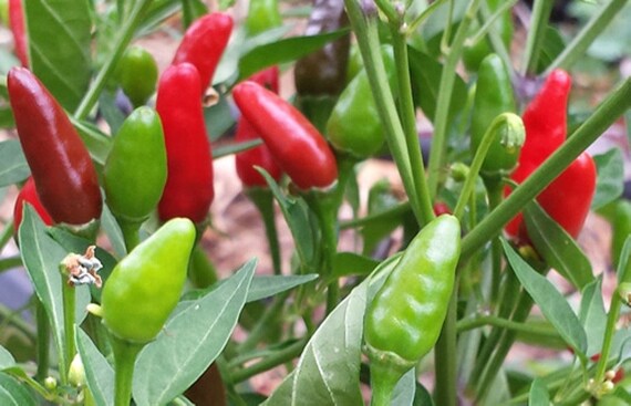 African Bird's Eye Pepper seeds Capsicum frutescens