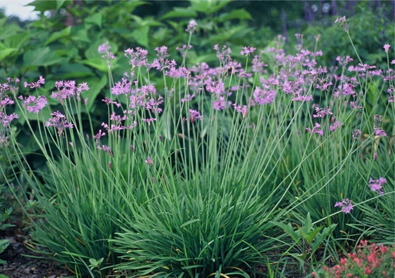 Society Garlic Seeds Tulbaghia Violacea Both Ornamental Etsy