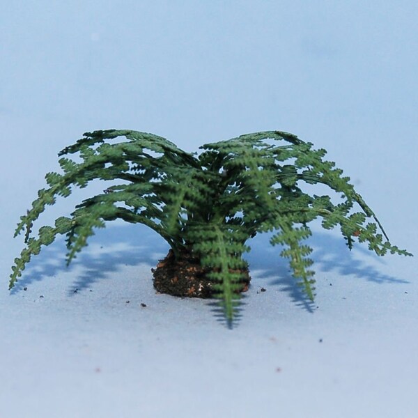 Miniature Fern - Etsy