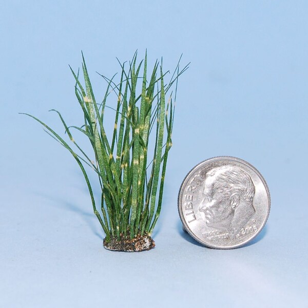 Zebra Grass - Etsy