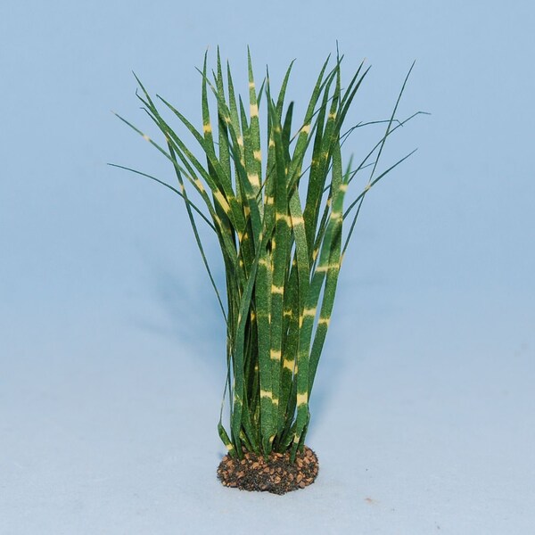 Zebra Grass Plant Etsy