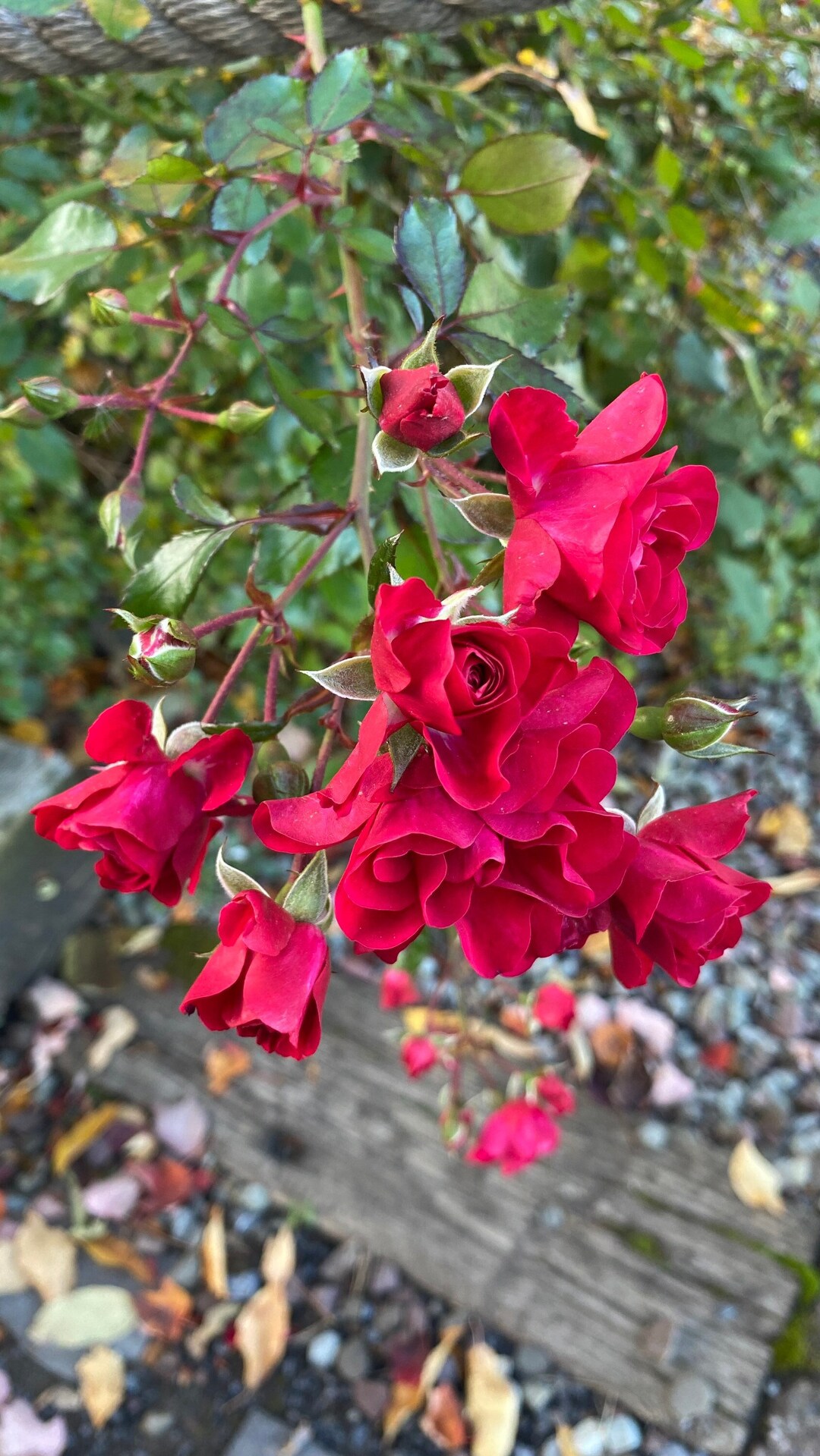 Digital Download, Red Flower Cluster Photograph, “waiting for Love” Red ...