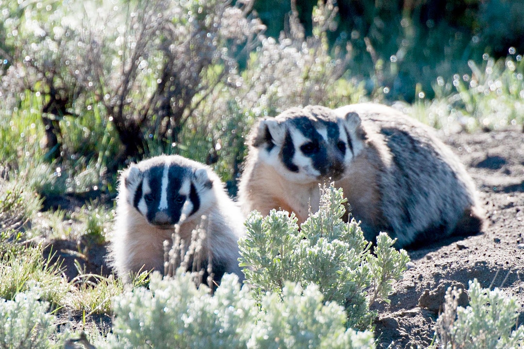 Badger, Badger N the Wild, Badger Cub and Mom, Yellowstone NP ...