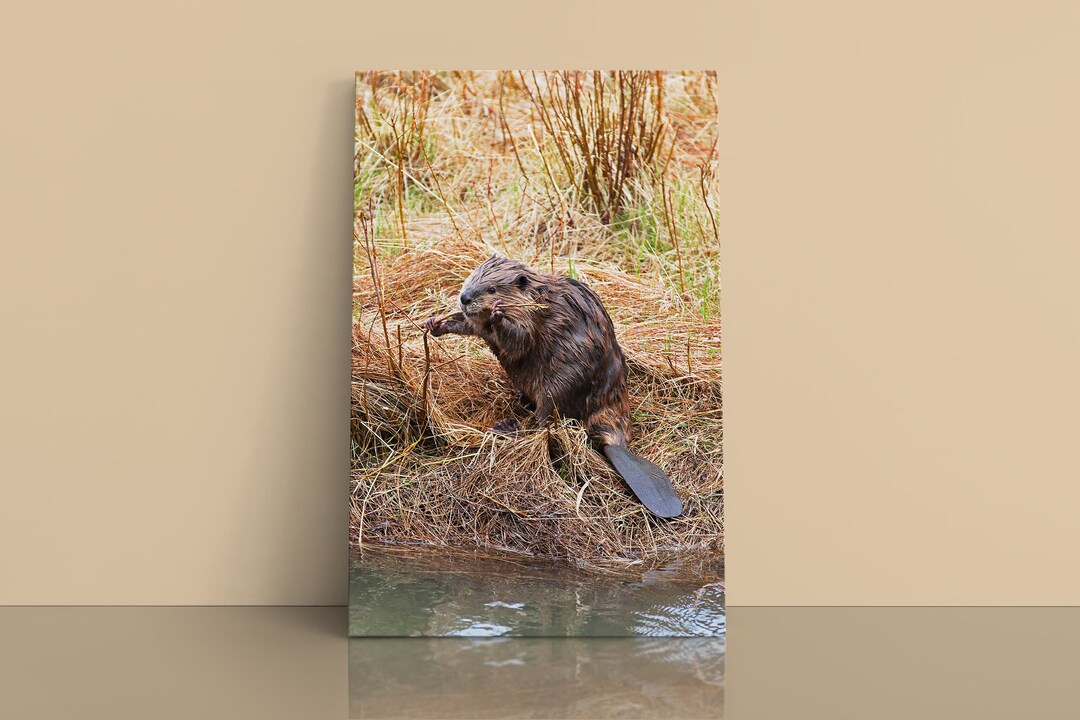Beaver, Wildlife Art, Nature Photography, David Bolin, Hanging Valley ...