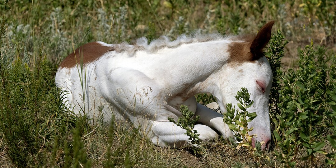 Sleeping Colt, David Bolin, New Life, Western Art, Hanging Valley Photo ...