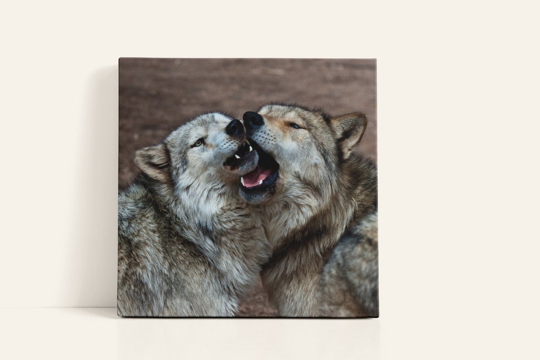 Yellowstone Wolves, Gray Wolves, Wolf Art, Wolf Photography, Wildlife ...