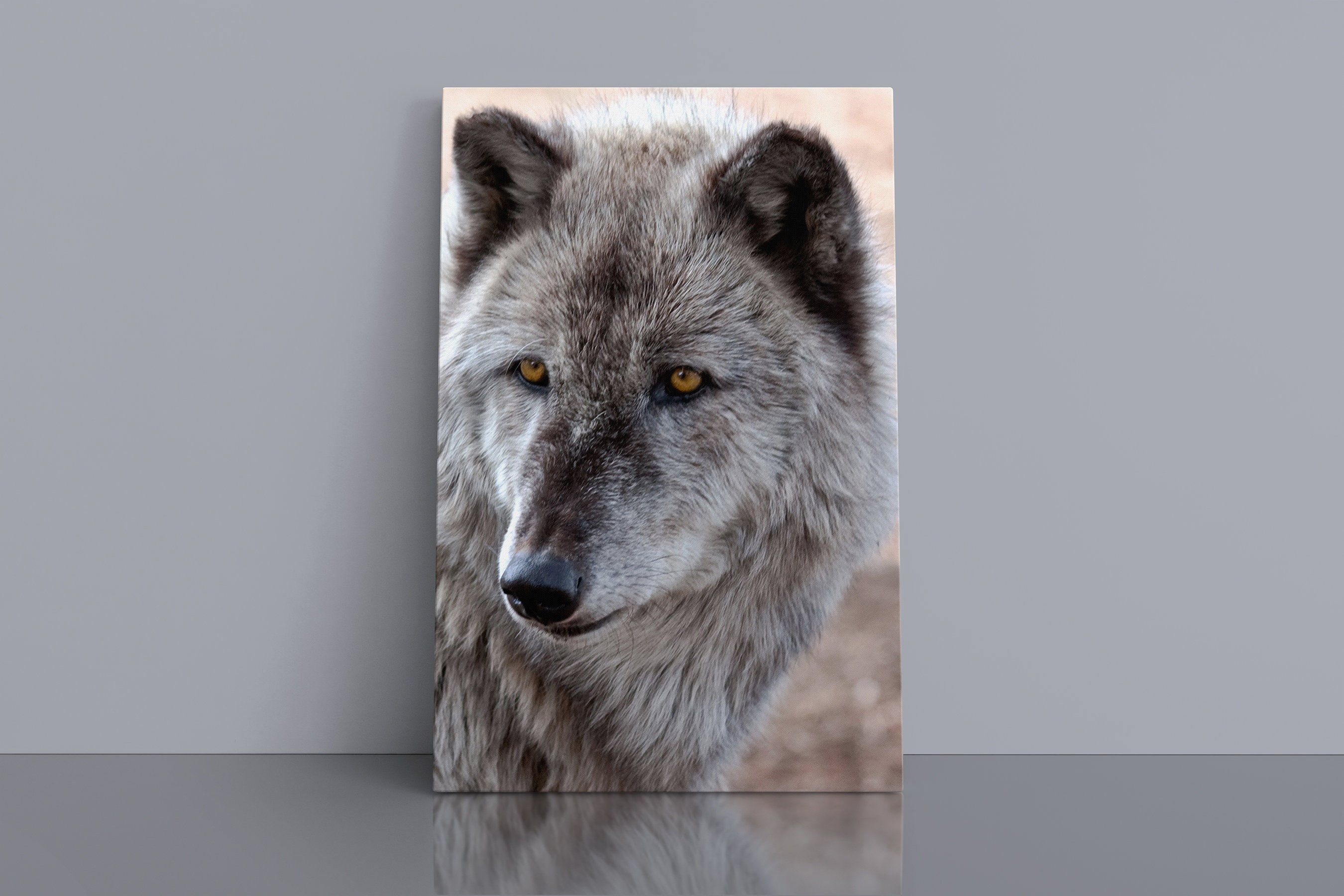 Wolf, Gray Wolf, Wolves in the Wild, Wildlife Photography, Wolf ...