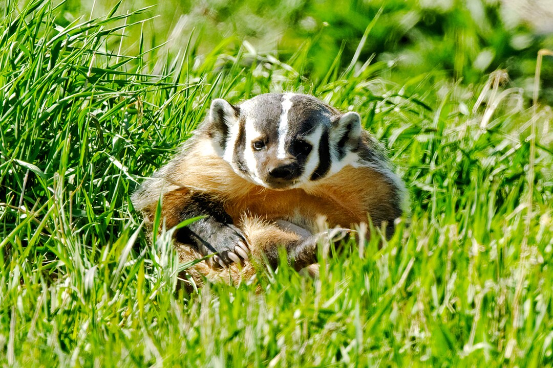 Badger 1, Wildlife Photography, David Bolin, Hanging Valley Photography ...