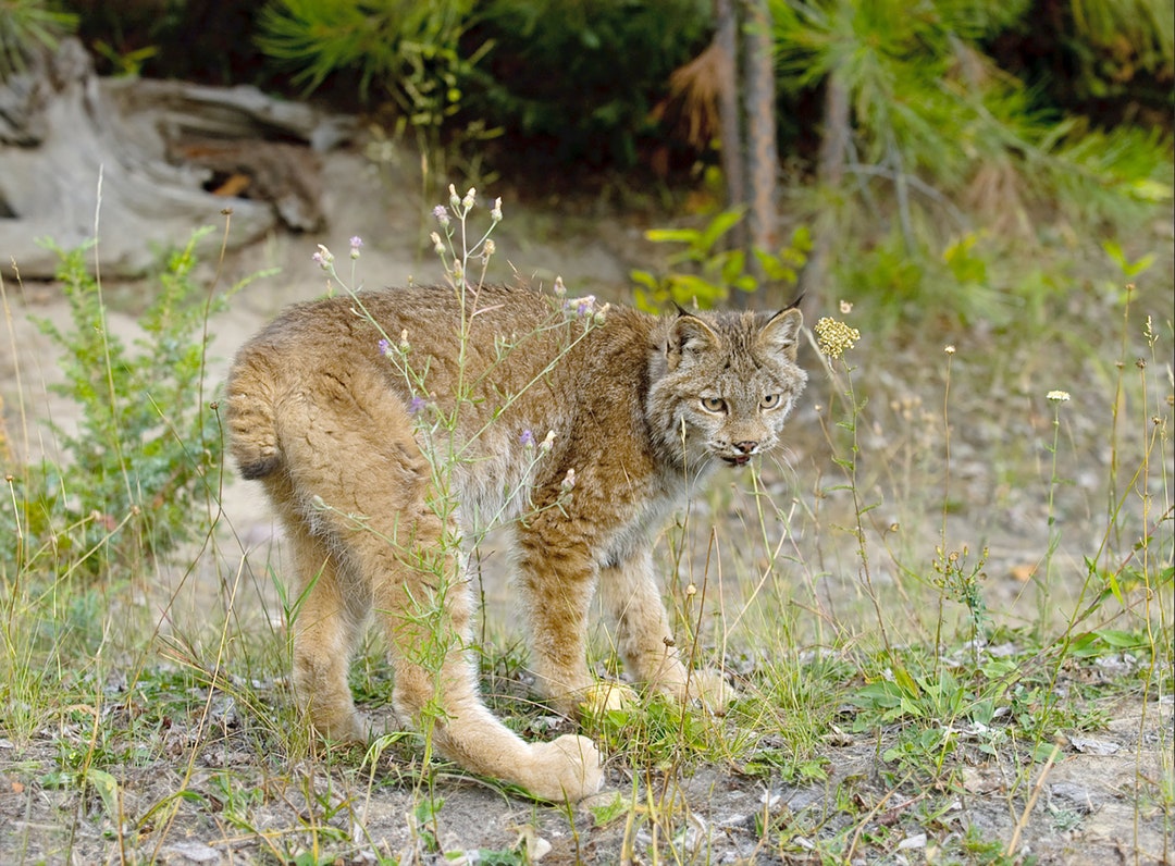 Bobcat, Big Cat, David Bolin, Hanging Valley Photo, Wild Life ...