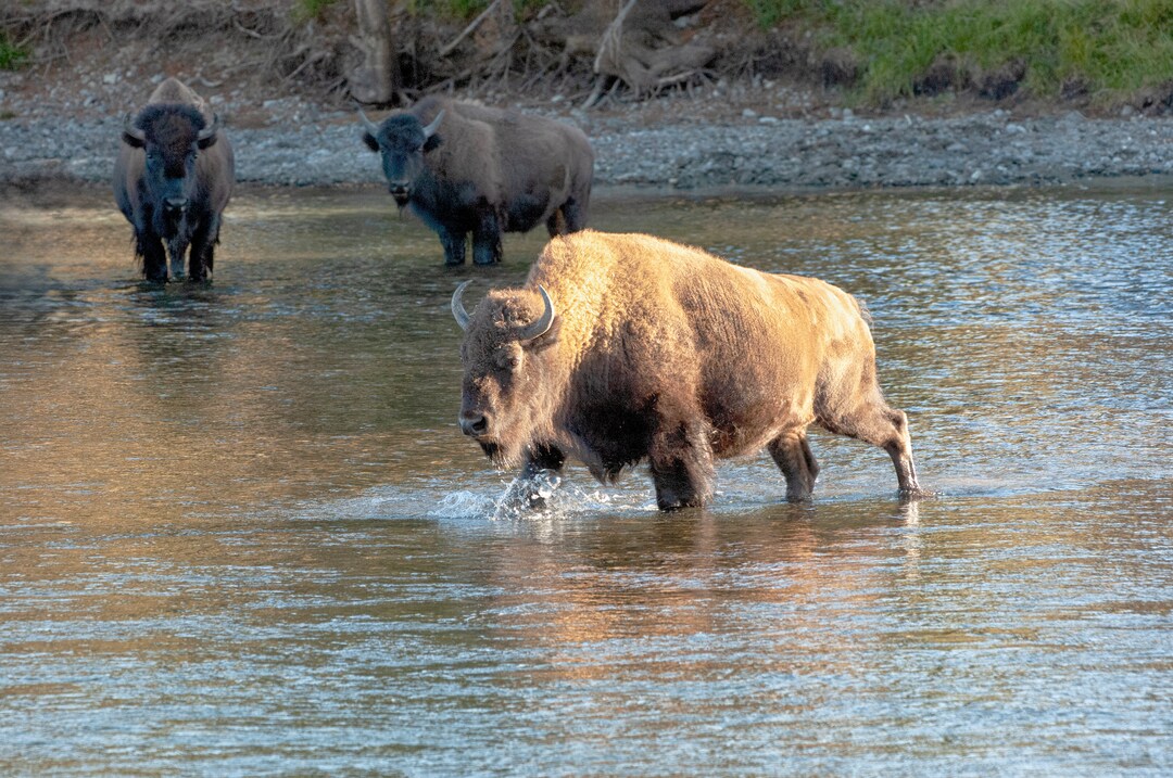 Three Bison, David Bolin, Wildlife Photography, Wildlife Art, Hanging ...