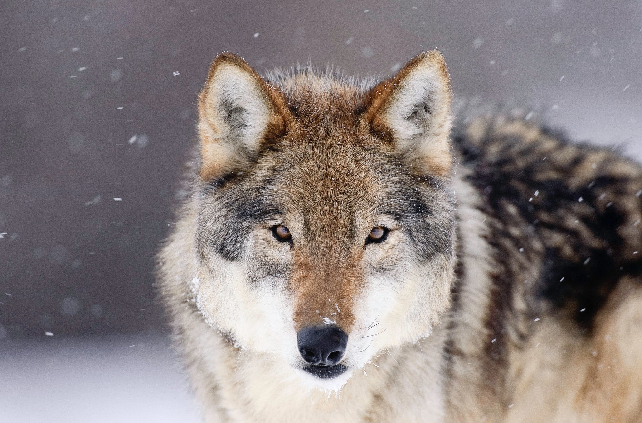 Canadian Wolf, Wolf in Winter, Wolf in Snow, Wolves in the Wild, Look ...