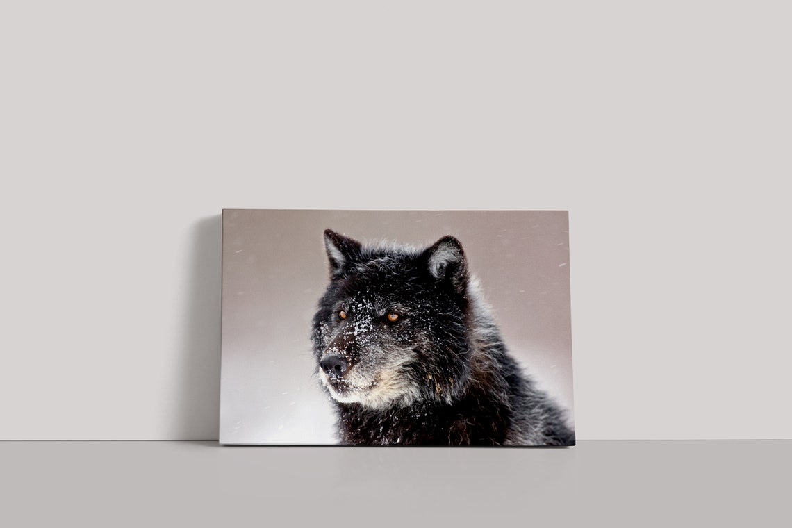 Black Wolf “survivor”, Alaskan Wolf, Wildlife Photography, Wolf in Snow ...