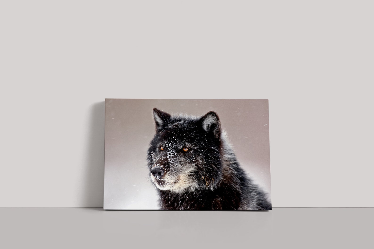 Black Wolf “survivor”, Alaskan Wolf, Wildlife Photography, Wolf in Snow ...