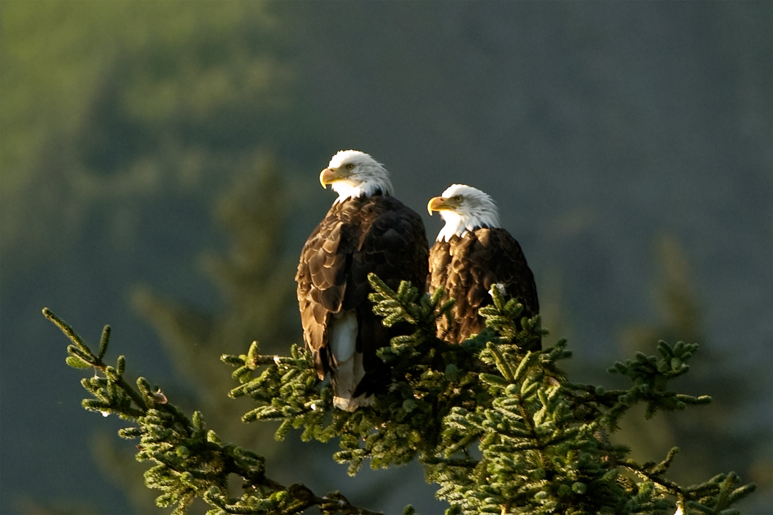 Eagles, Bald Eagles, Juneau Bald Eagles, Alaskan Bald Eagles, Mated ...