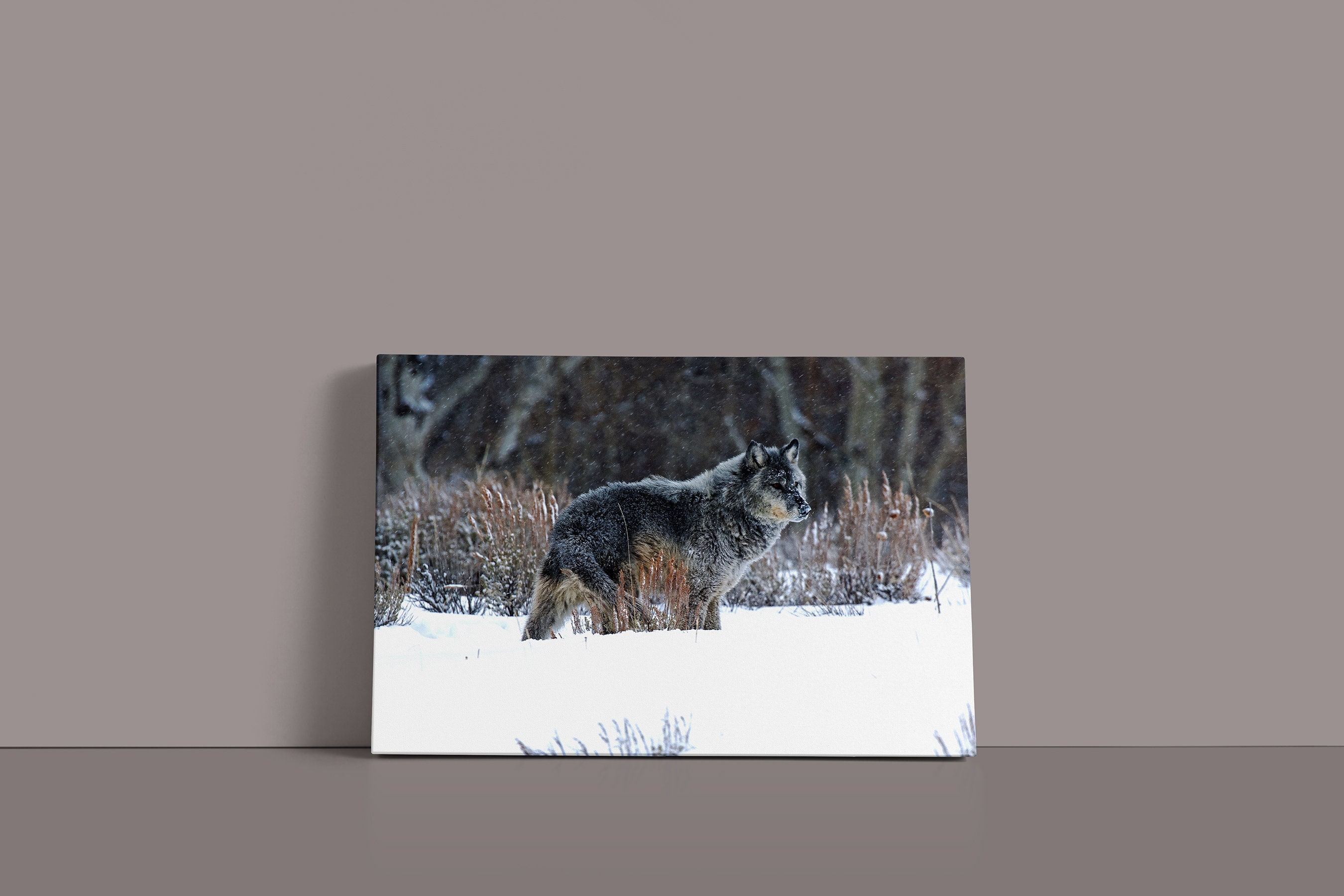Wolf, Yellowstone Wolf, Wolves, Wolf in Winter, Wolf Art, Lamar Valley ...