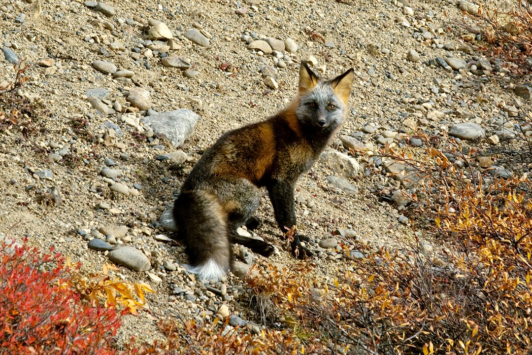 Red Fox, Red Fox Denali, Red Fox in Fall, Alaska Wildlife, Wildlife Art ...
