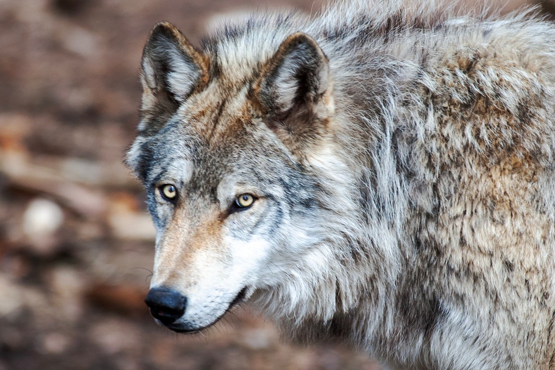 Gray Wolf, Yellowstone Wolf, Wolves, Wolf Art, Lamar Valley, Fine ...