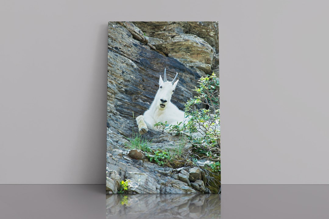 Mountain Goat Vertical, Wildlife Art, Nature Photography, Wildlife ...