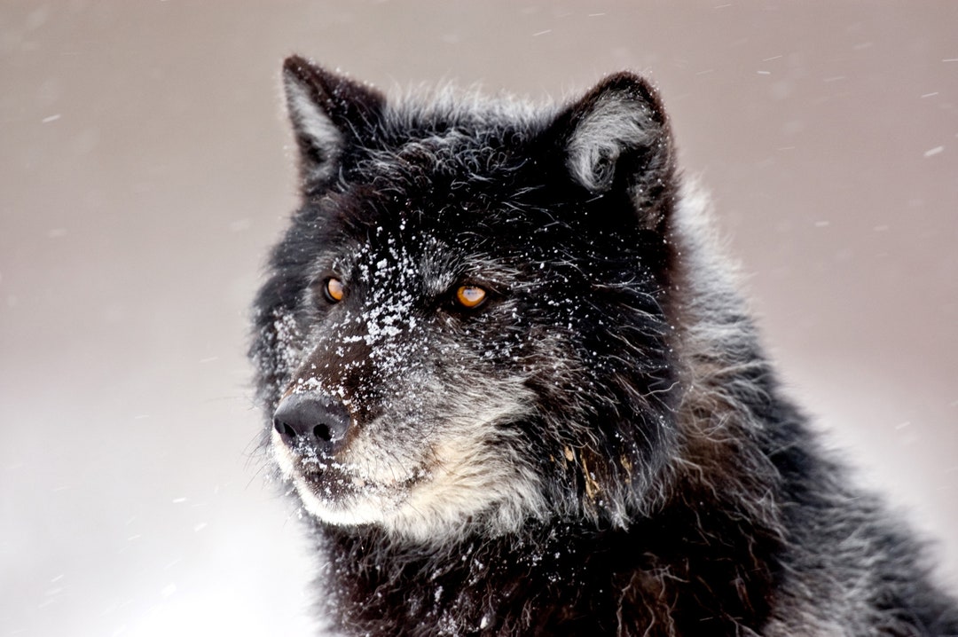 Black Wolf “survivor”, Alaskan Wolf, Wildlife Photography, Wolf in Snow ...