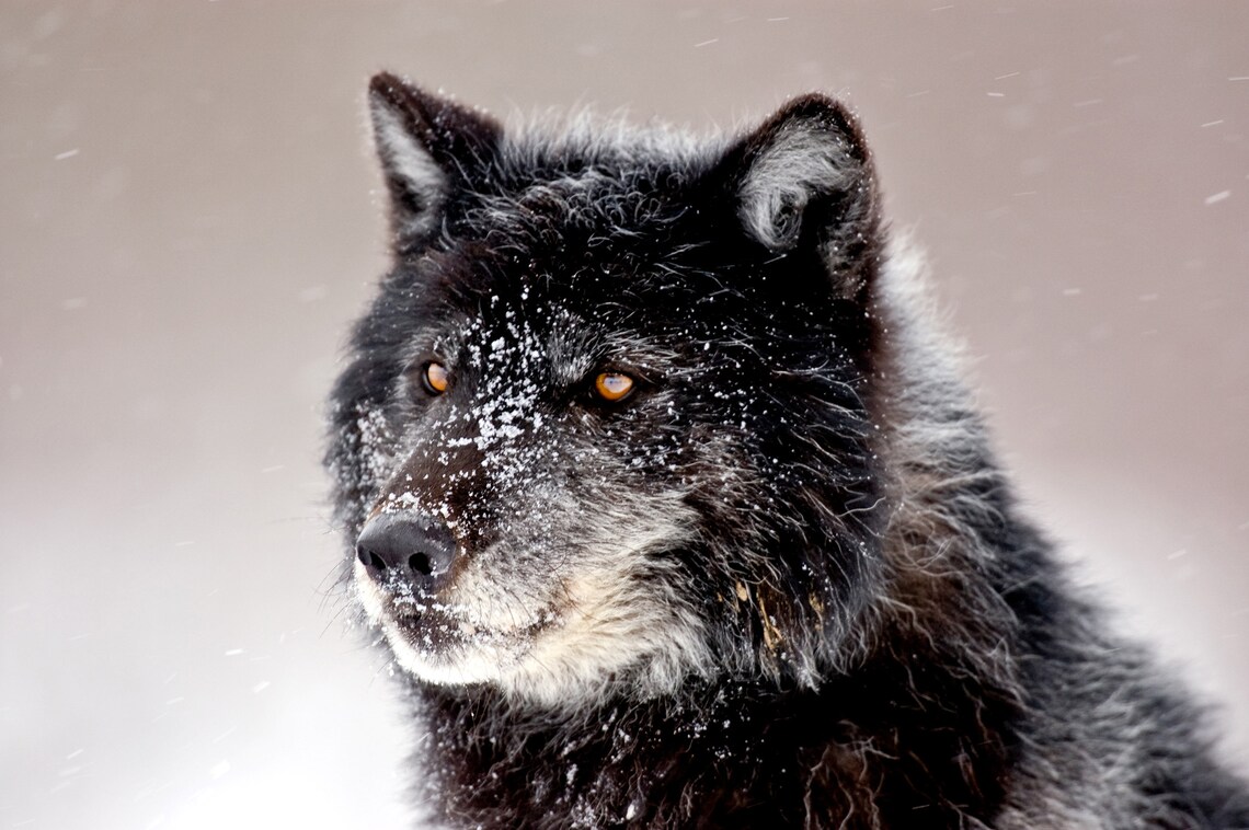 Black Wolf “survivor”, Alaskan Wolf, Wildlife Photography, Wolf in Snow ...