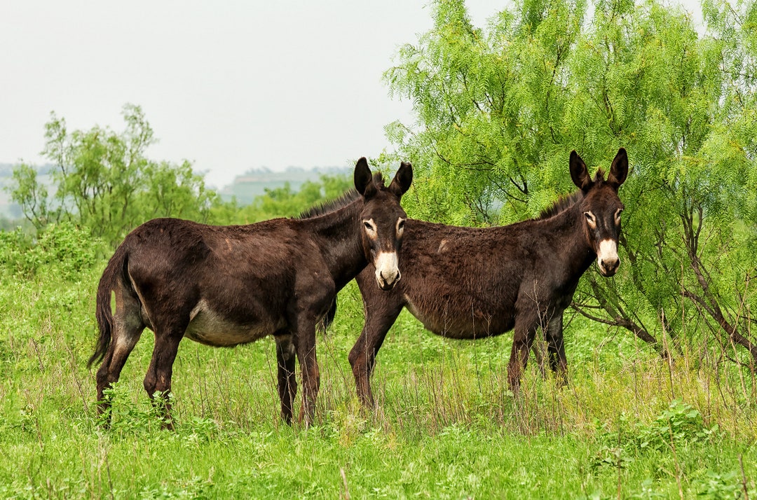 Mules, Twin Mules, Texas Mules, David Bolin, Hanging Valley Photos, Two ...