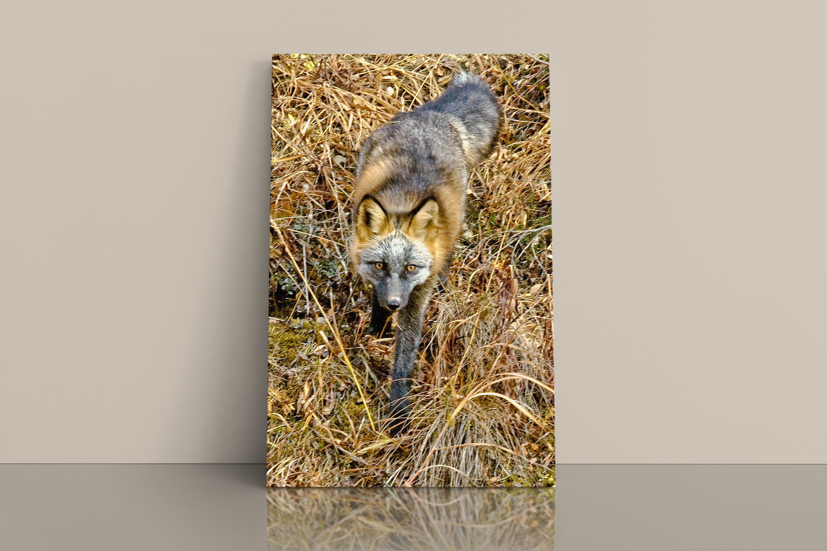 Red Fox, Red Fox Denali, Red Fox in Fall, Alaska Wildlife, Wildlife Art ...
