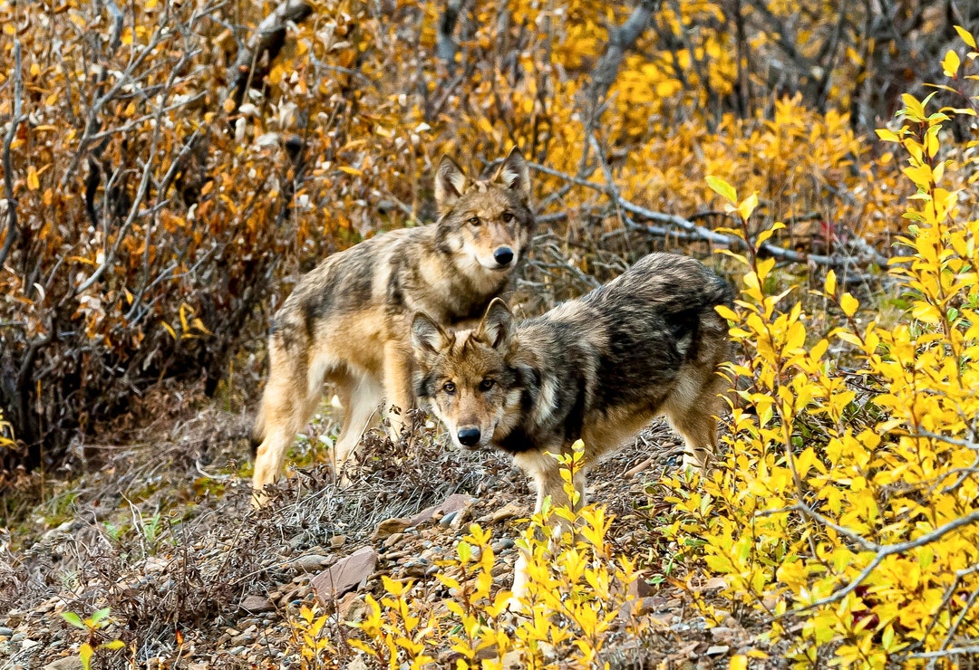 Alaska Wolves, Young Wolves Denali Wolves, Wolves, Wolf Art, Fine Art ...