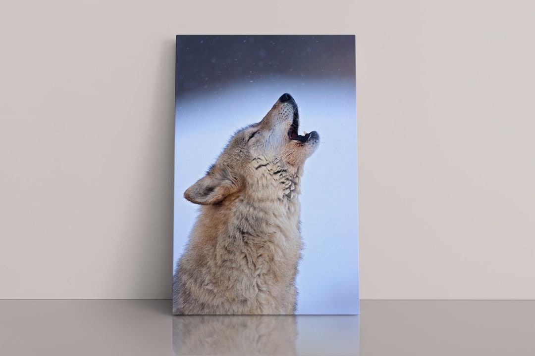 Gray Wolf “howler”, Wolf in Snow, Yellowstone Wolf, Wildlife ...