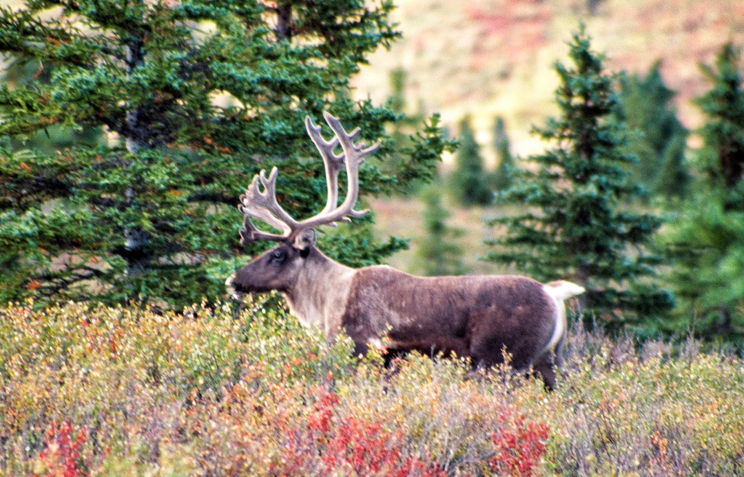 Caribou, Alaska, Alaskan Caribou, Denali NP, Denali Caribou, David ...