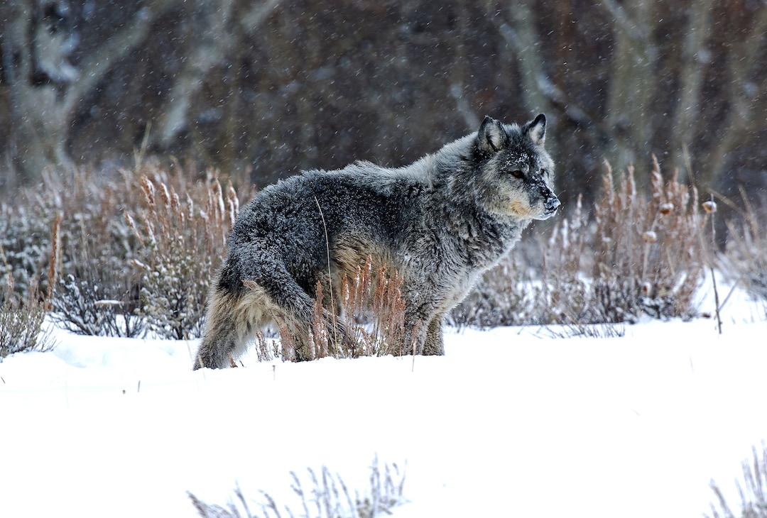 Wolf, Yellowstone Wolf, Wolves, Wolf in Winter, Wolf Art, Lamar Valley ...
