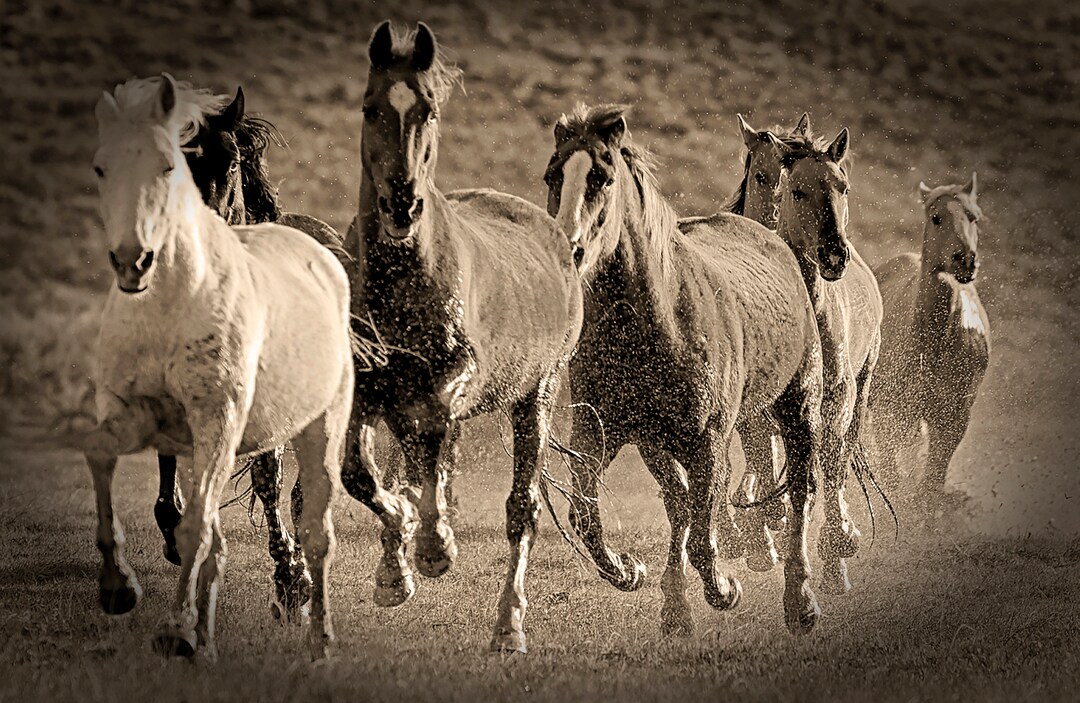 Running Horses Sepia Horses, Sombrero Ranch, Horse Round-up, Colorado ...
