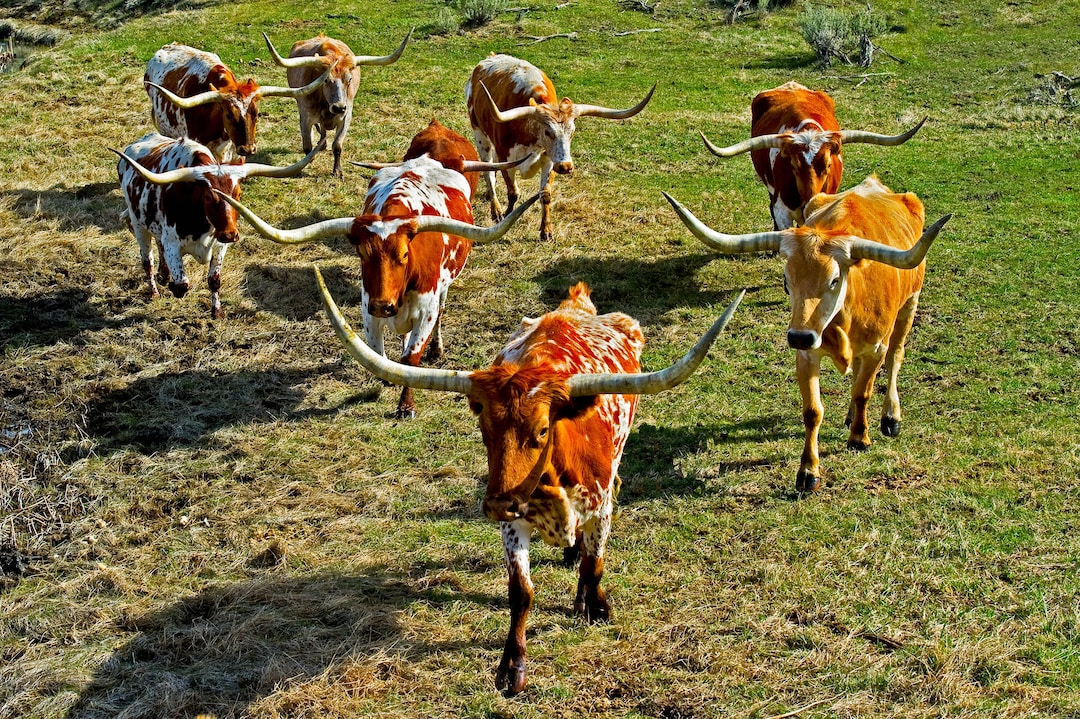Longhorns, Longhorn Cattle, Texas Longhorns, Longhorn Art, Longhorn ...