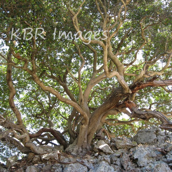 Gnarled Tree Art - Etsy