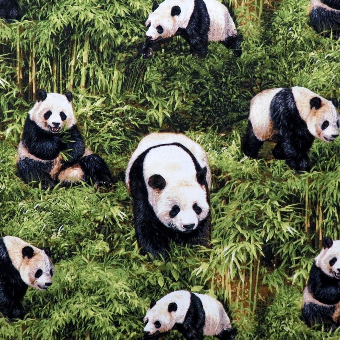Born Free Realistic Panda Bears Fabri-quilt 8454 by the Yard - Etsy