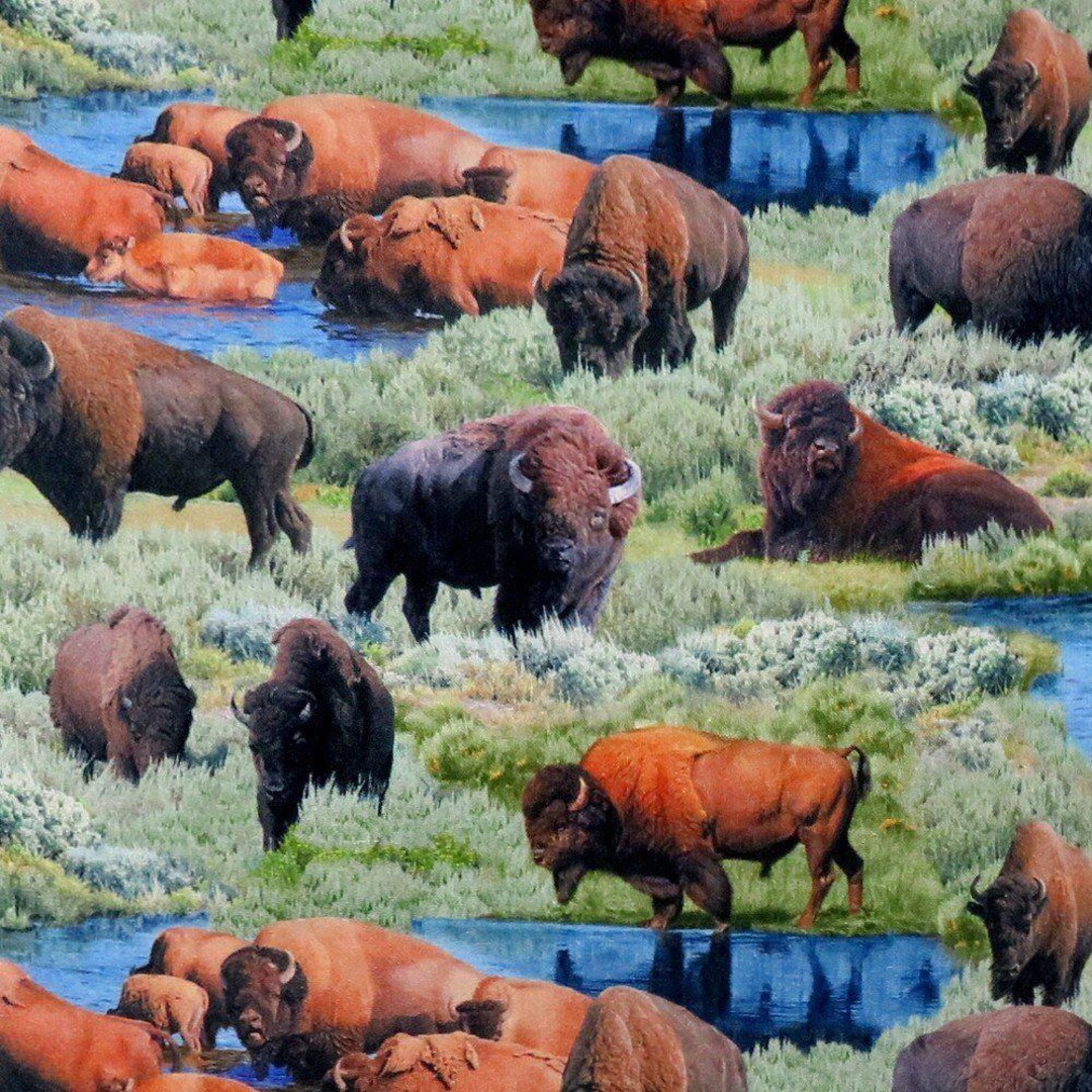 Where Buffaloes Roam 9701-green Buffalo Scenic for Elizabeth's Studio ...