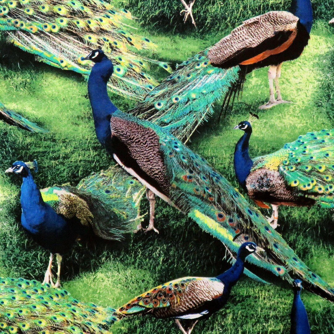 Pageant of Color CP59990 Peacock Wild Wings Springs Creative - Etsy