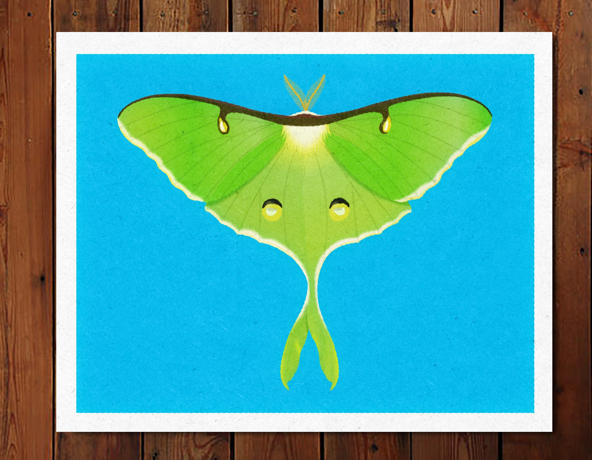 Luna Moth Poster - Etsy