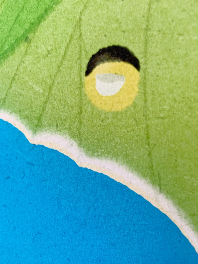 Luna Moth Poster - Really High Quality - Hand Signed. - Etsy