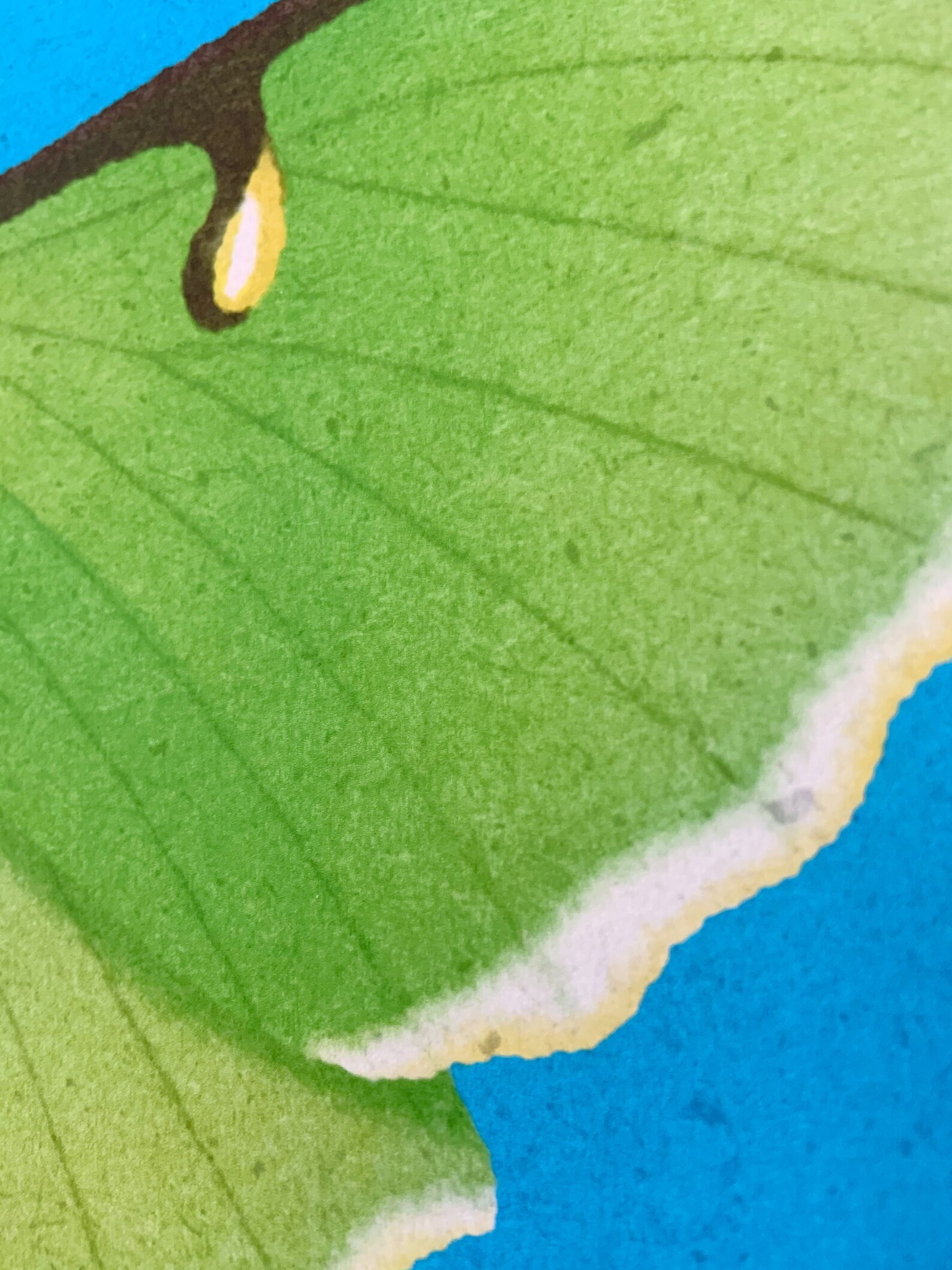 Luna Moth Poster - Etsy