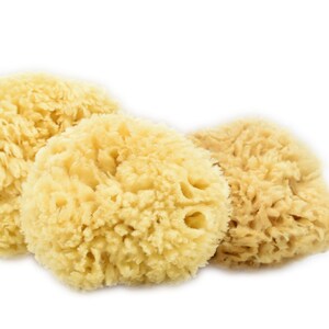 Natural Sea Sponge | Premium Sheepswool - Etsy