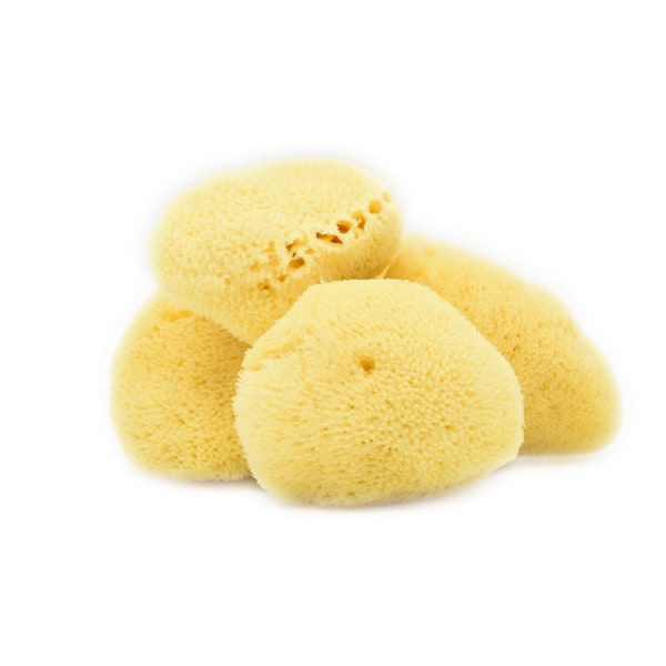 Sea Sponges - Etsy