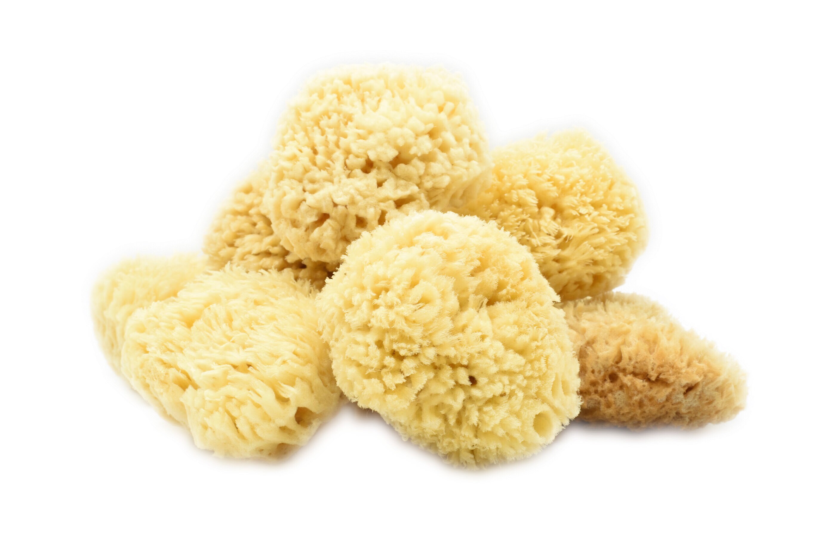 Natural Sea Sponge | Premium Sheepswool - Etsy