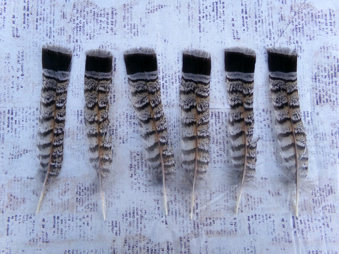 Ruffed Grouse Feathers Set SIX Gray Phase Natural Bird Supply Real ...