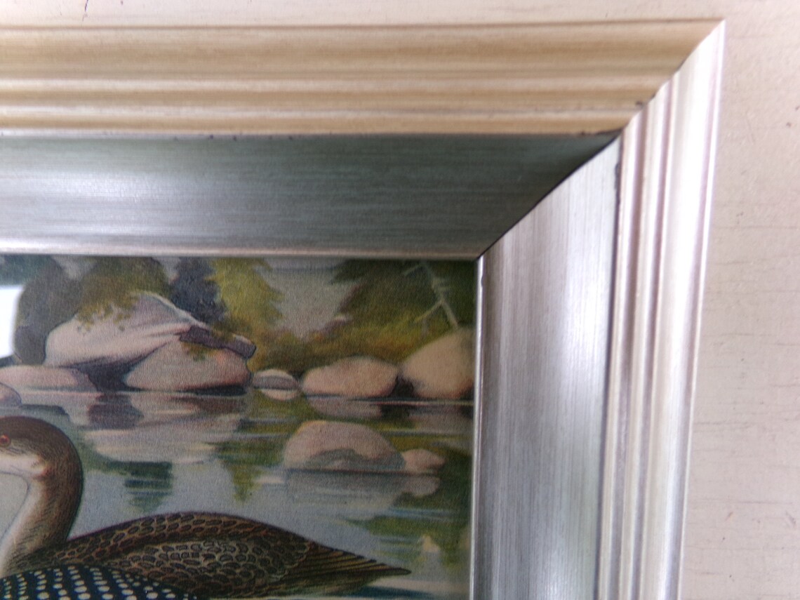 Framed Loon Print Pook Page Illustration Doubleday Birds 1926 Color Art ...