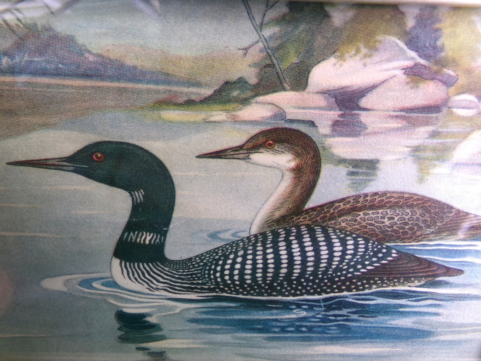Framed Loon Print Pook Page Illustration Doubleday Birds 1926 Color Art ...
