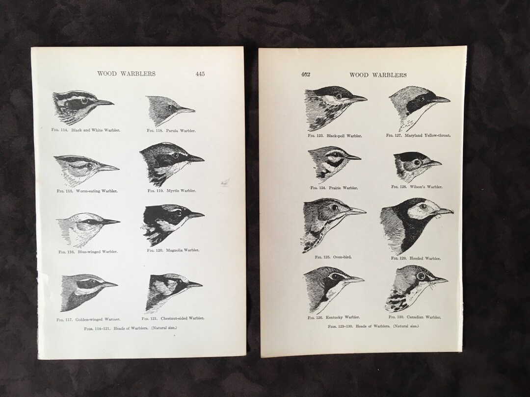 1924 Bird Print Head Warblers Identification Authentic Plate Wall Art ...